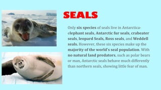 Antartica wildlife | PPT