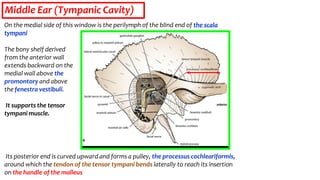 Head & Neck Anatomy the EYEBALL lec 7.pdf