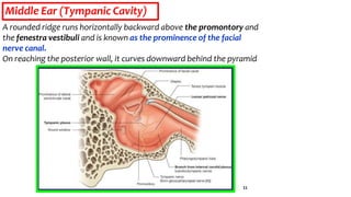 Head & Neck Anatomy the EYEBALL lec 7.pdf