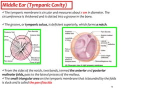 Head & Neck Anatomy the EYEBALL lec 7.pdf