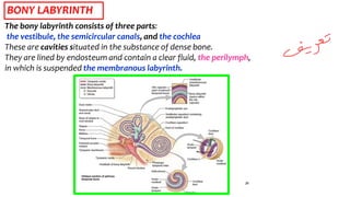 Head & Neck Anatomy the EYEBALL lec 7.pdf