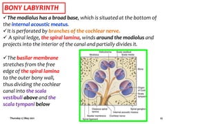 Head & Neck Anatomy the EYEBALL lec 7.pdf