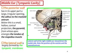 Head & Neck Anatomy the EYEBALL lec 7.pdf