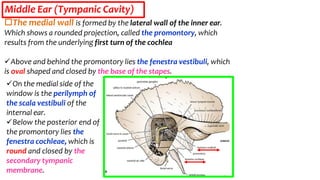 Head & Neck Anatomy the EYEBALL lec 7.pdf