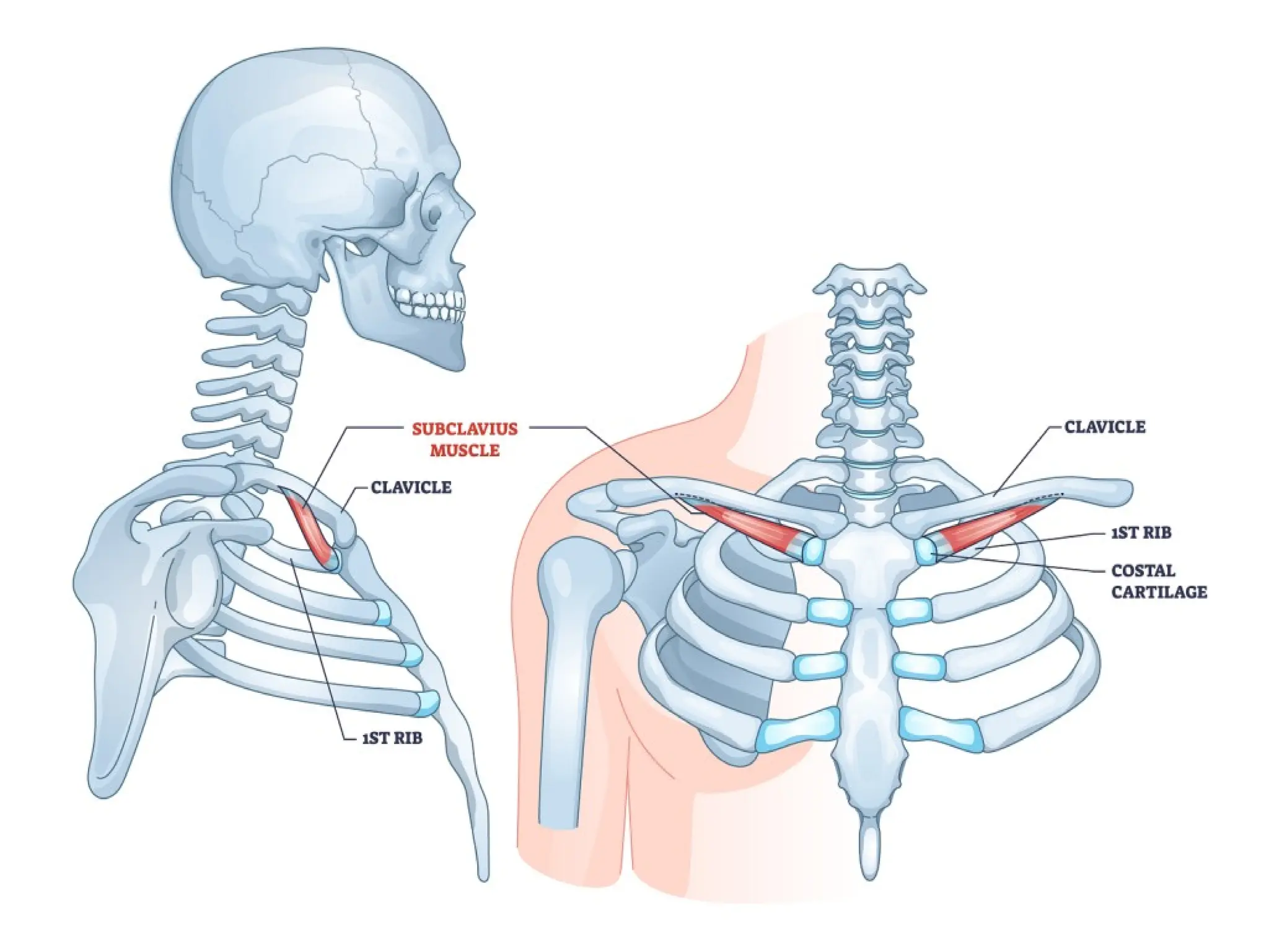 Ant axioappendicular muscles Dr ali.pptx