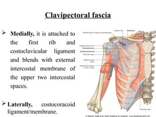 Ant axioappendicular muscles Dr ali.pptx