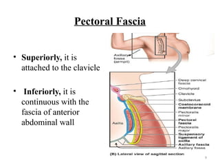 Ant axioappendicular muscles Dr ali.pptx