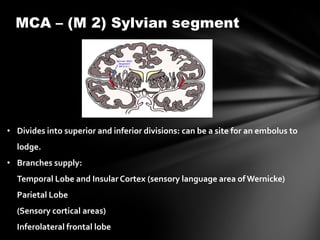 Anterior cerebral circulation | PPTX