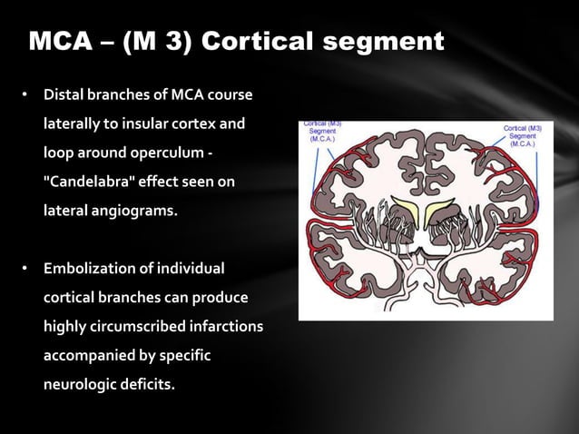 Anterior cerebral circulation | PPTX