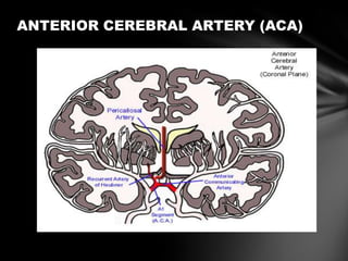Anterior cerebral circulation | PPTX