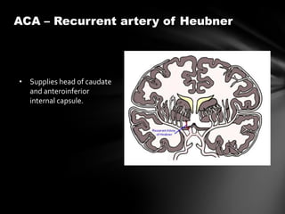 Anterior cerebral circulation | PPTX
