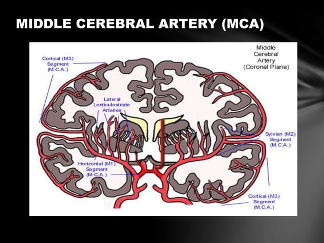 Anterior cerebral circulation | PPTX