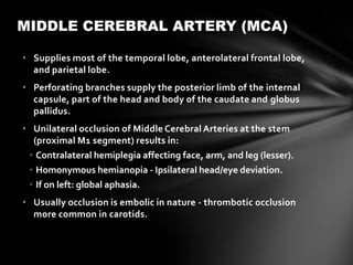 Anterior cerebral circulation | PPTX