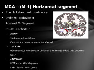 Anterior cerebral circulation | PPTX