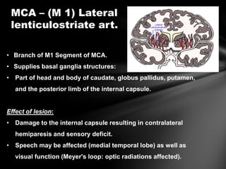 Anterior cerebral circulation | PPTX