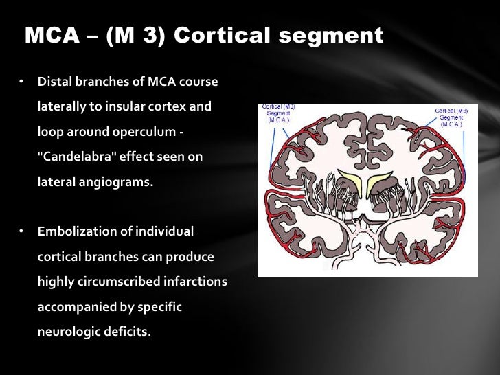Anterior cerebral circulation