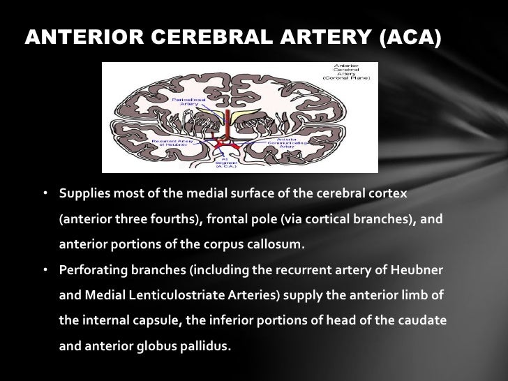 Anterior cerebral circulation