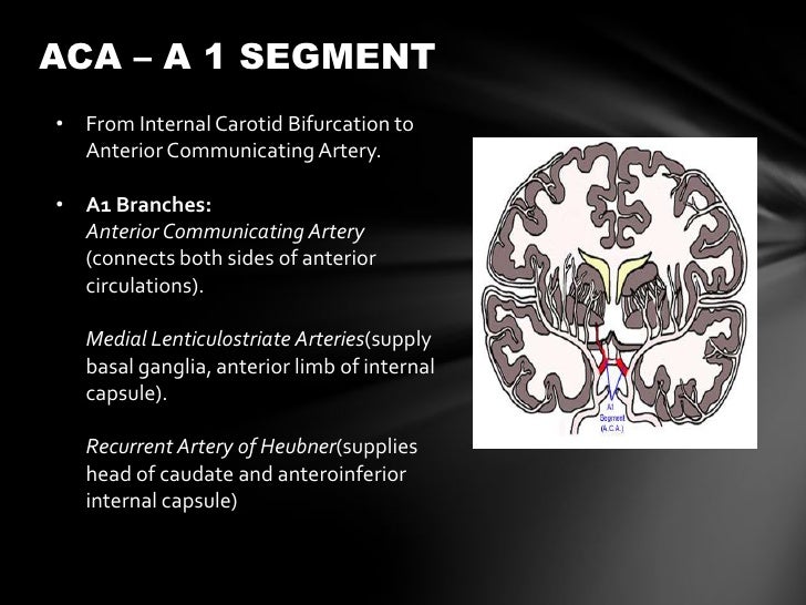 Anterior cerebral circulation