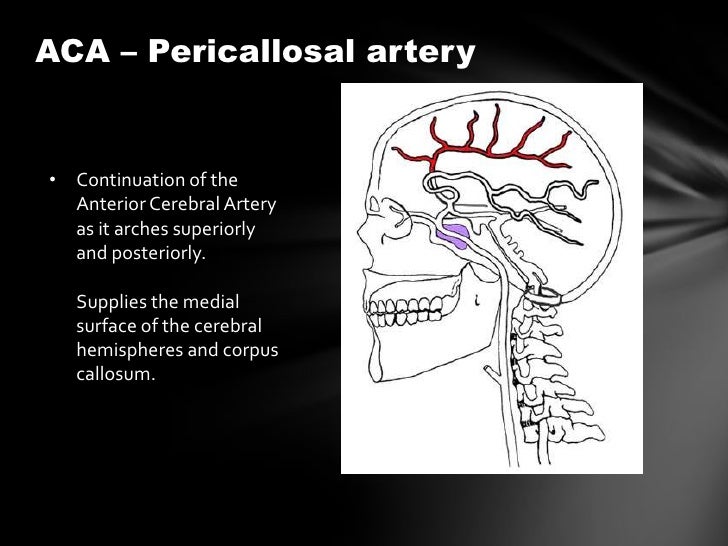 Anterior cerebral circulation