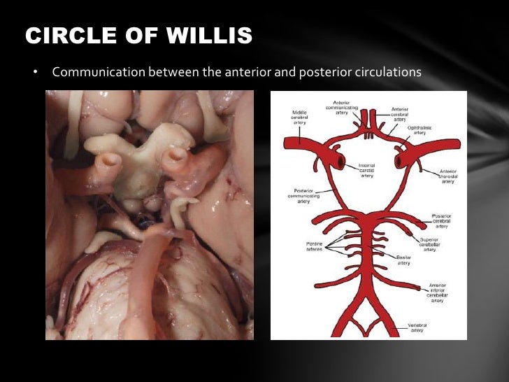 Anterior cerebral circulation
