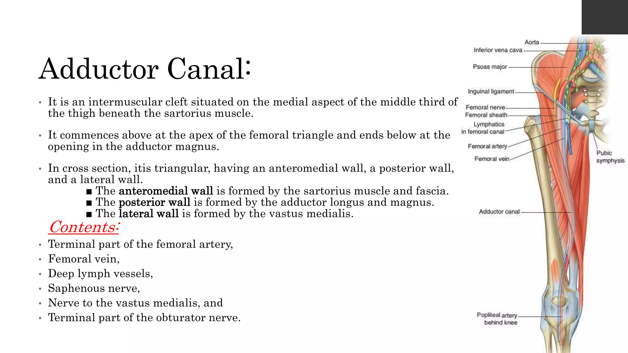 Anterior cmpartment of thigh | PPTX