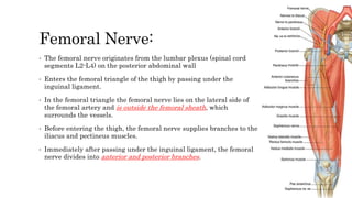Anterior cmpartment of thigh | PPTX