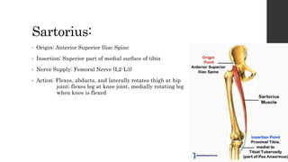 Anterior cmpartment of thigh | PPTX