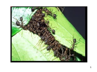 Ant colony optimization | PPT