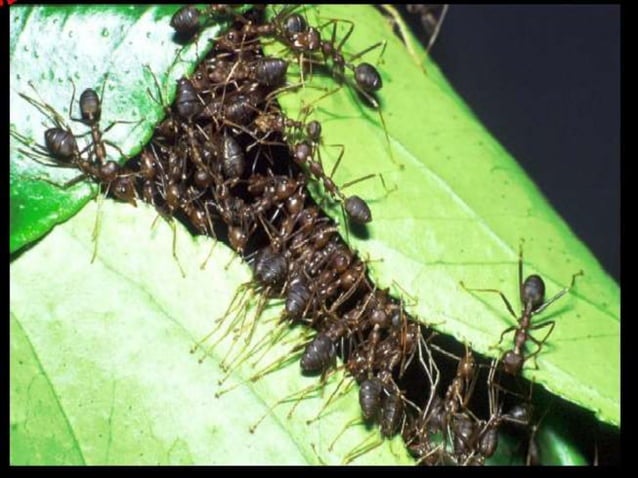 Ant colony optimization | PPTX | Computer Networking | Computing