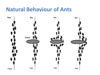 Ant colony optimization in multiple travelling salesman problem | PPT