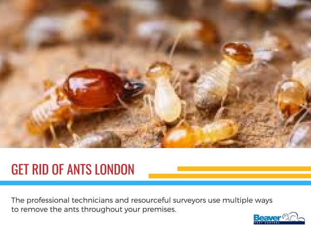Are You Looking For Ant Treatment London? | PPT
