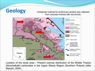 Middle Triassic (Muschelkalk) micro- and macrovertebrate remains from ...