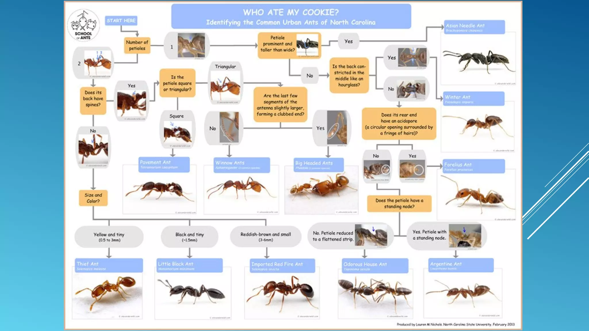 Ant diversity lab presentation | PPT