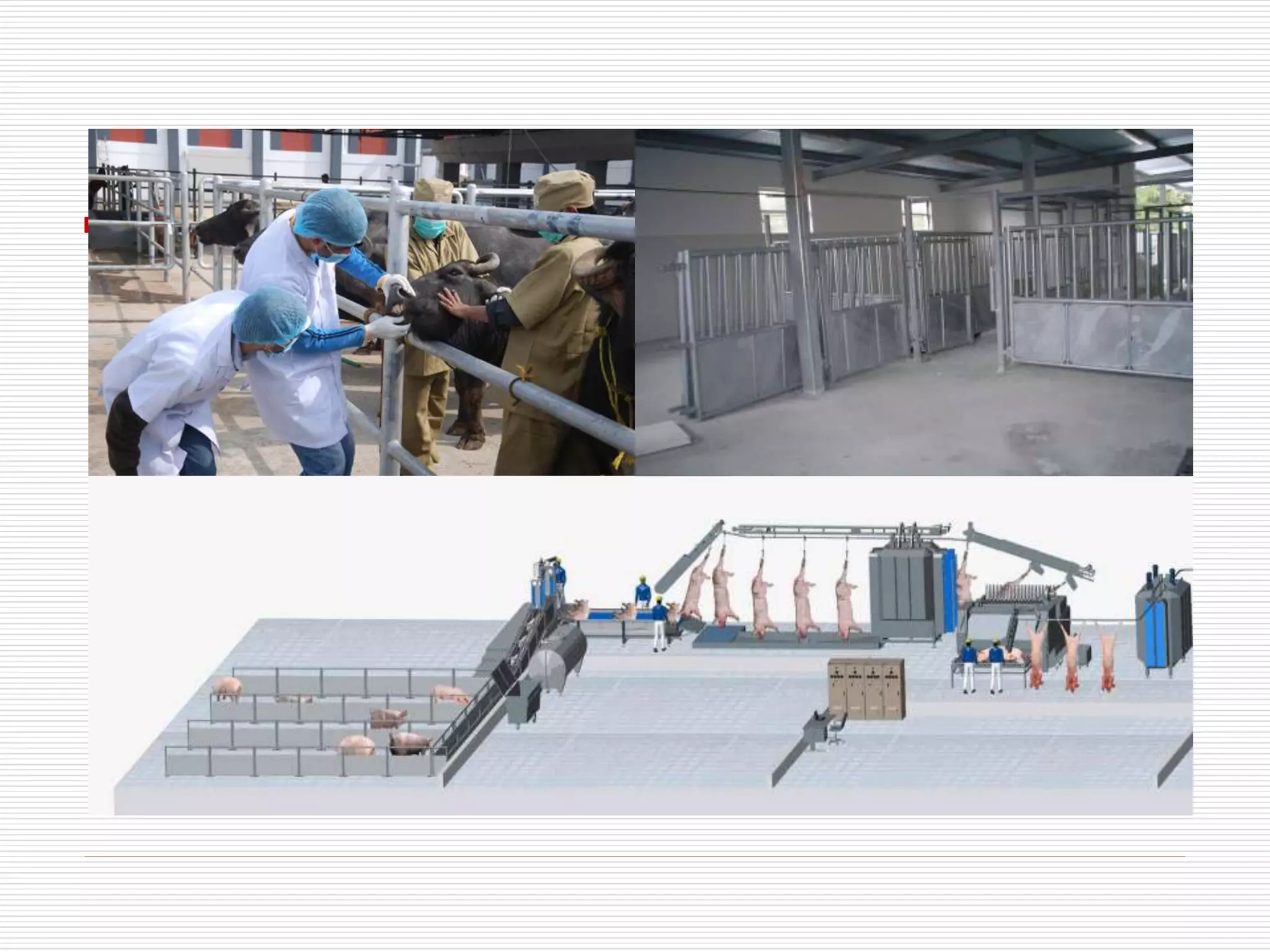 Ante-mortem-Examination-1.ppt