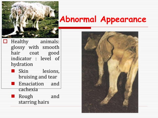 Ante-mortem-Examination-1.ppt | Veterinary Medicine | Pets