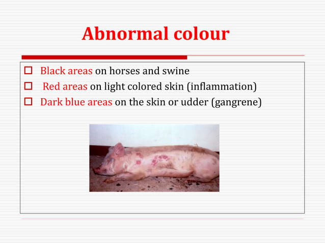 Ante-mortem-Examination-1.ppt | Veterinary Medicine | Pets