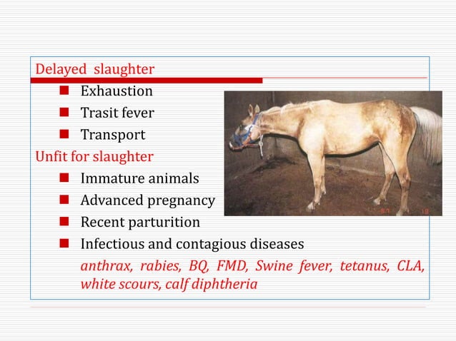 Ante-mortem-Examination-1.ppt | Veterinary Medicine | Pets