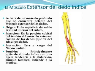 Antebrazo | PPTX