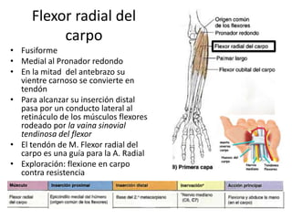 Antebrazo, músculos | PPTX