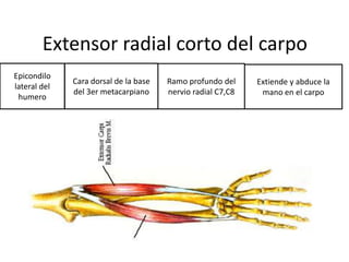 Antebrazo, músculos | PPTX