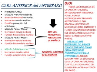 Antebrazo instrucciones | PPTX