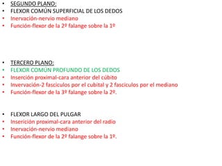 Antebrazo instrucciones | PPTX