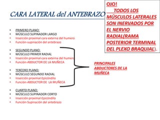 Antebrazo instrucciones | PPTX