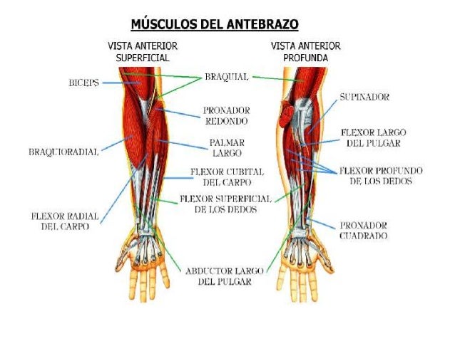 Sistema Muscular