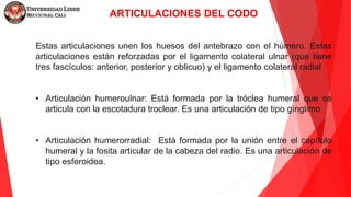 Antebrazo | PPTX