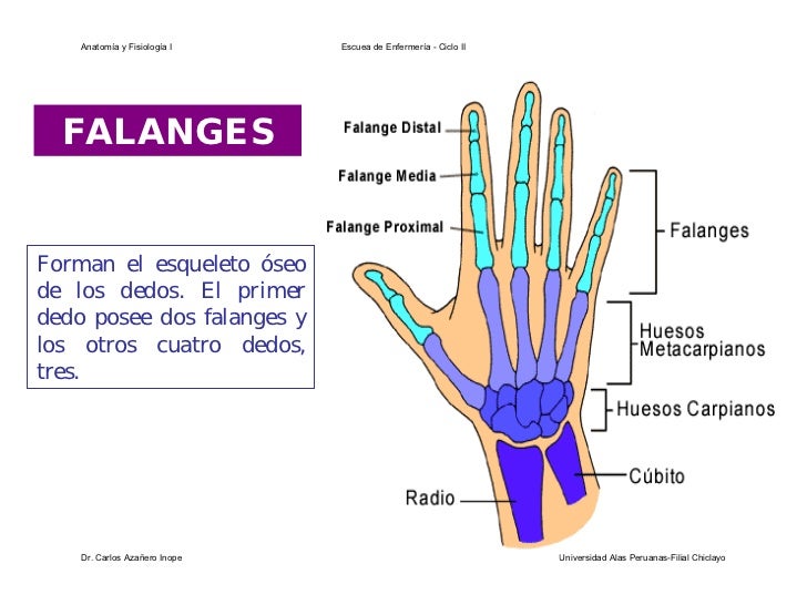 Antebrazo y Mano