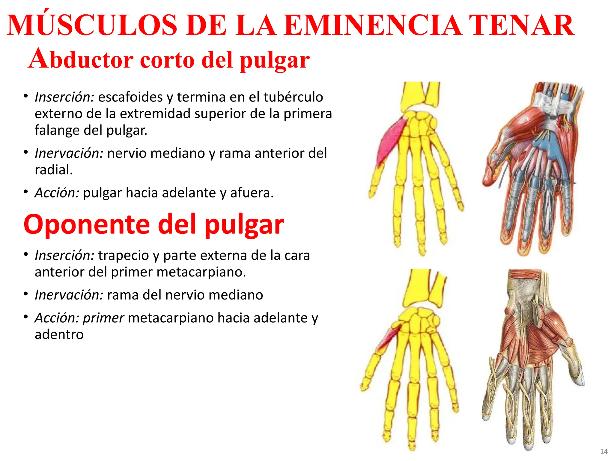 anatomia de la mano Antebrazo-y-Mano.pdf
