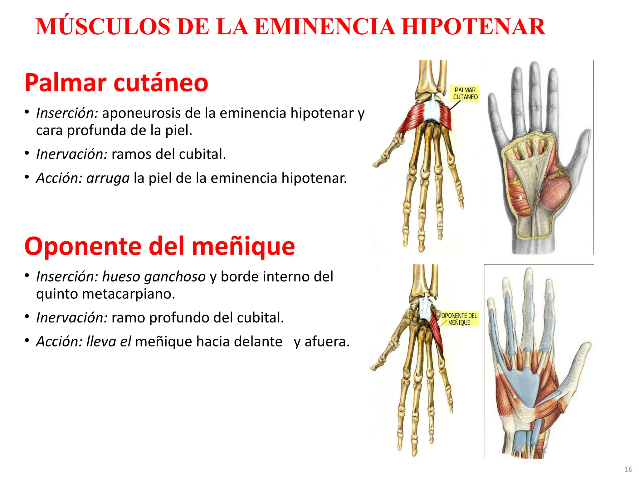 anatomia de la mano Antebrazo-y-Mano.pdf