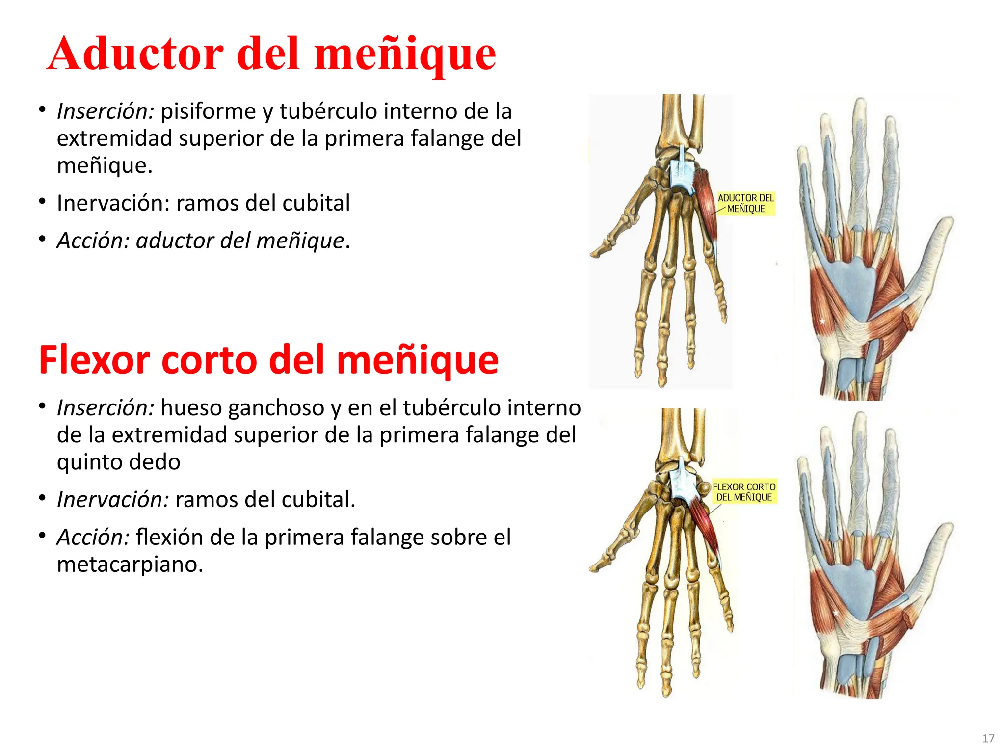 Anatomia De La Mano Antebrazo Y Mano Pdf