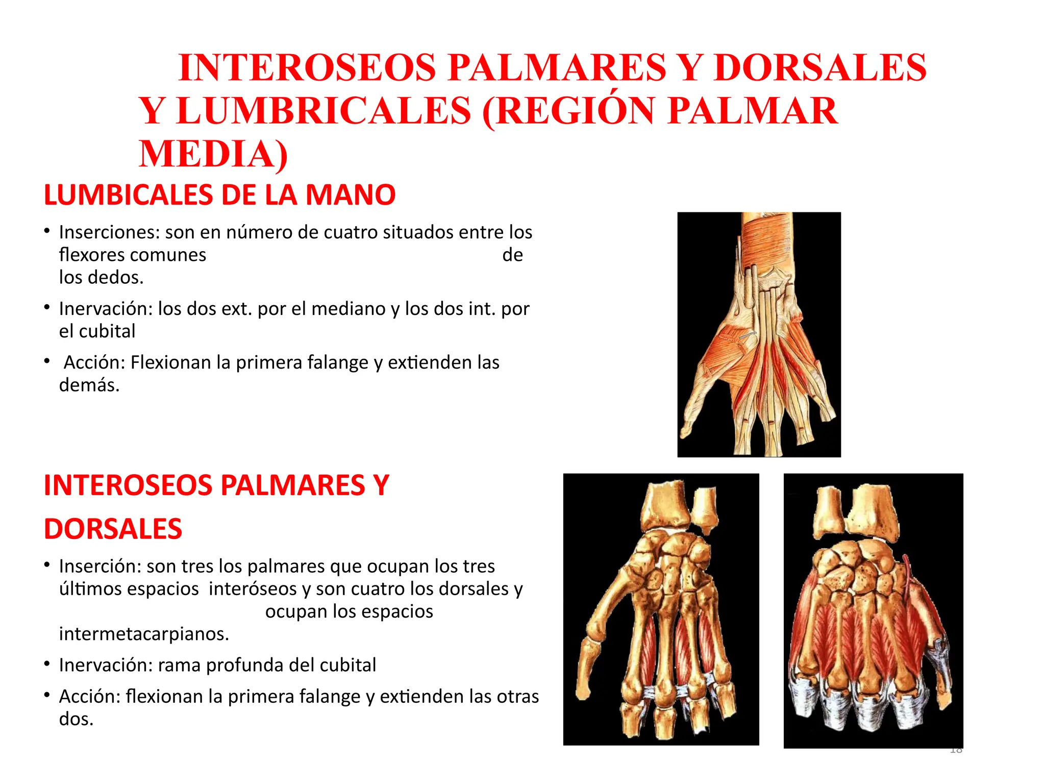 anatomia de la mano Antebrazo-y-Mano.pdf